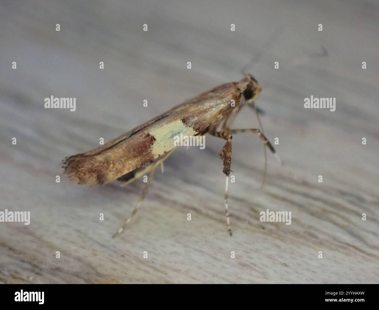 Willow Leafcone Caterpillar Moth (Caloptilia stigmatella Stock Photo ...