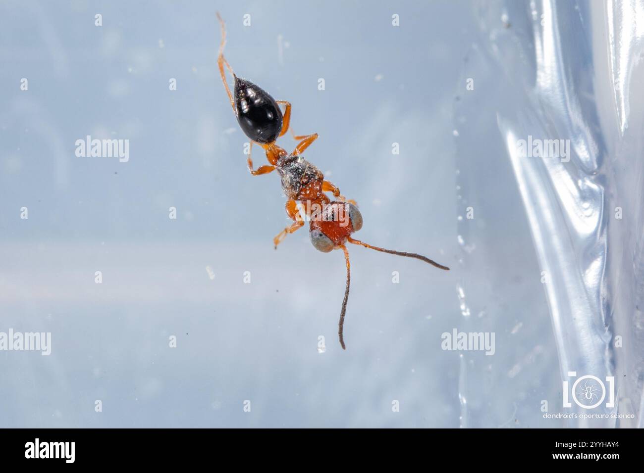 Pincer Wasps (Dryinidae Stock Photo - Alamy