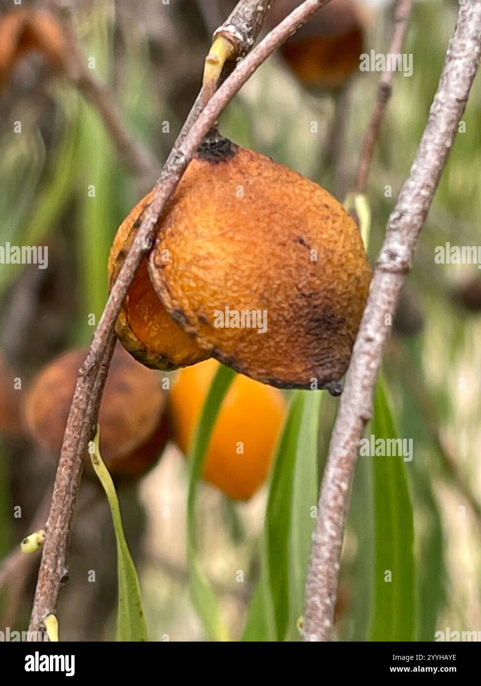 Native apricot (Pittosporum angustifolium Stock Photo - Alamy