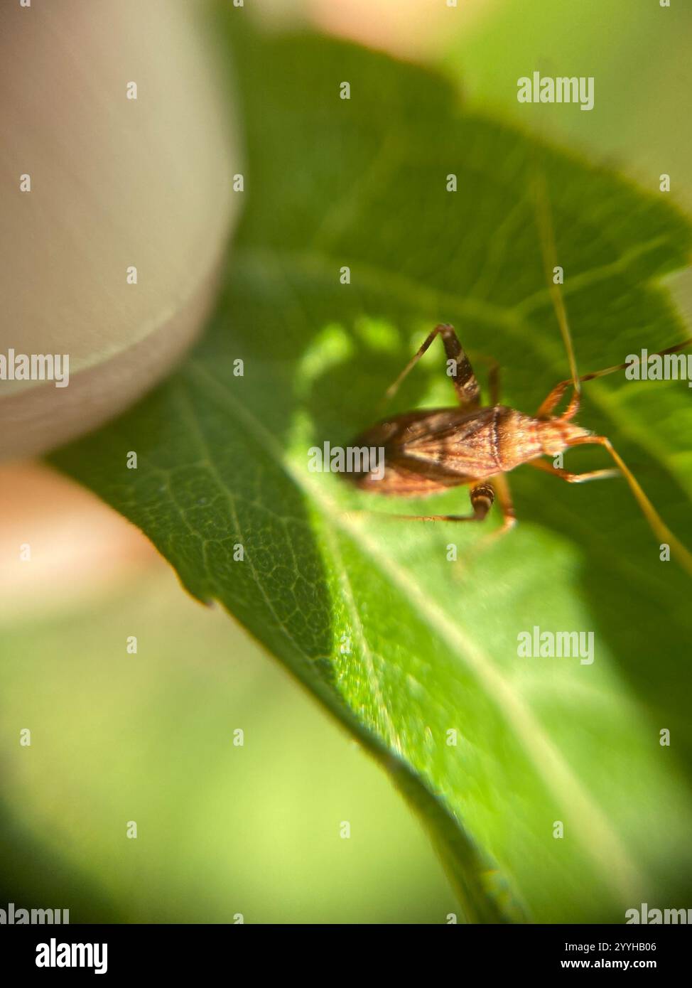 long-legged plant bug (Phytocoris varipes Stock Photo - Alamy