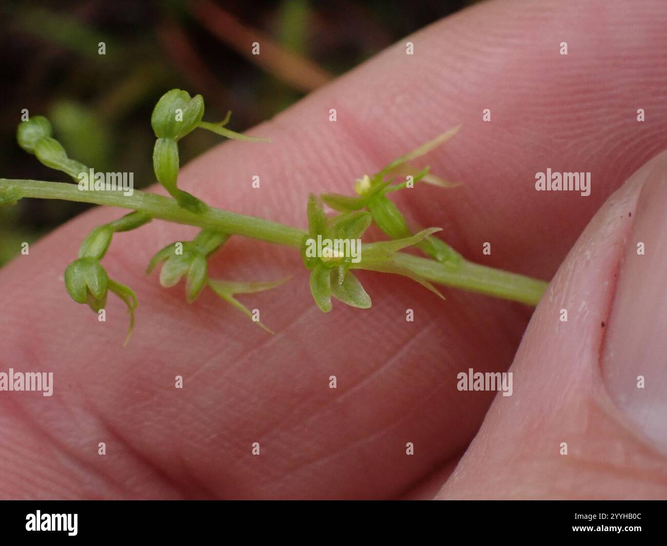 Heartleaf Twayblade (Neottia cordata Stock Photo - Alamy