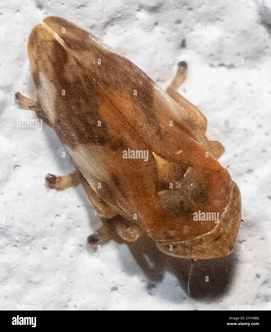 True Hoppers (Auchenorrhyncha Stock Photo - Alamy