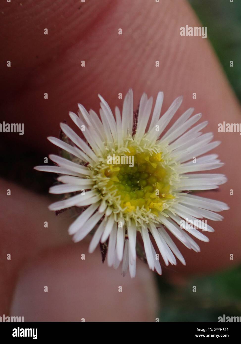 Subalpine Fleabane (Erigeron glacialis Stock Photo - Alamy