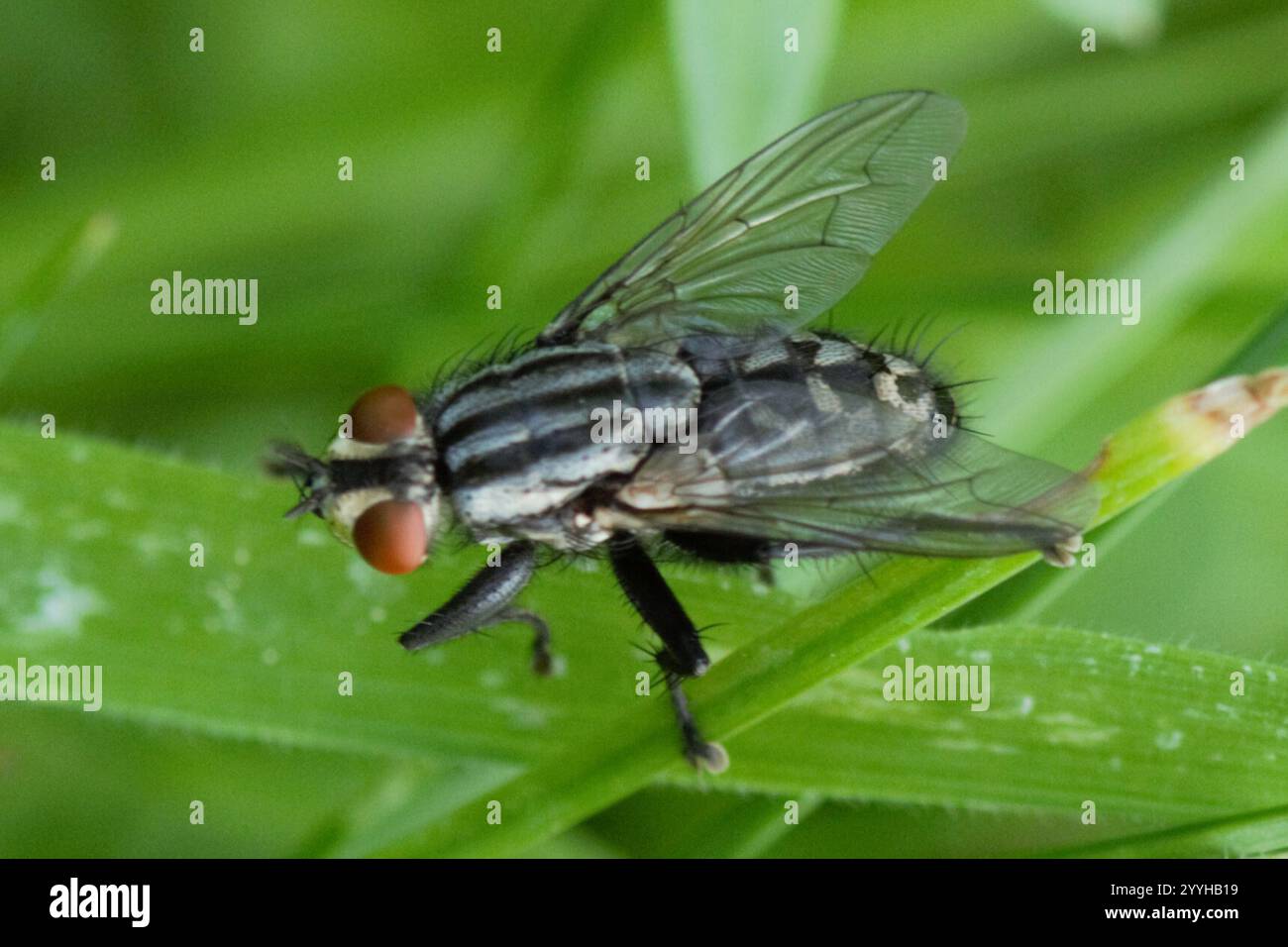Common Flesh Flies (Sarcophaga Stock Photo - Alamy