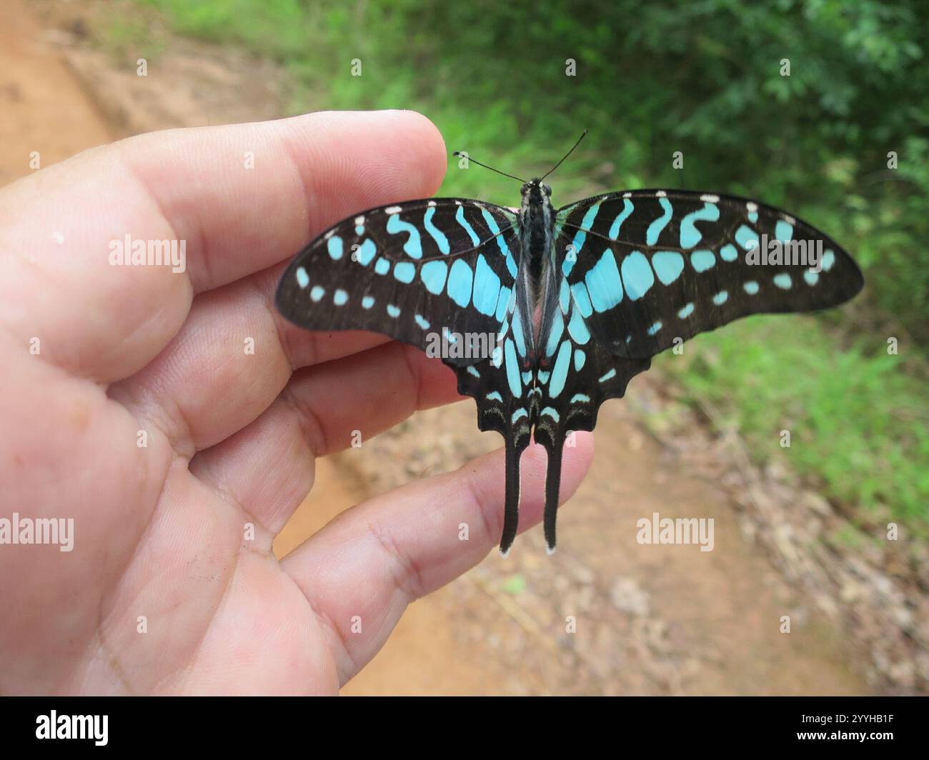 Large Striped Swordtail (Graphium antheus Stock Photo - Alamy