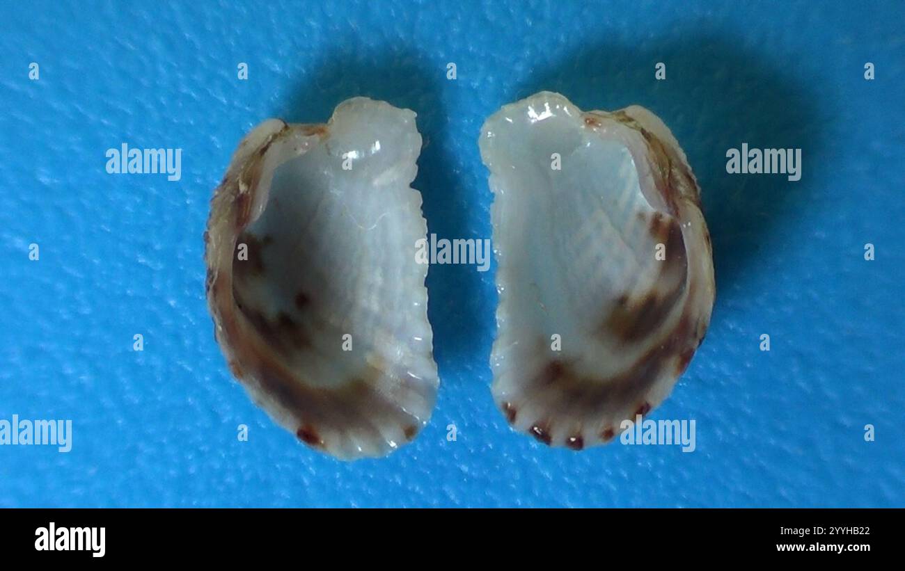 Cardita hi-res stock photography and images - Alamy