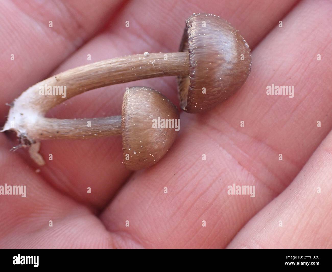 Mower's Mushroom (Panaeolus foenisecii Stock Photo - Alamy
