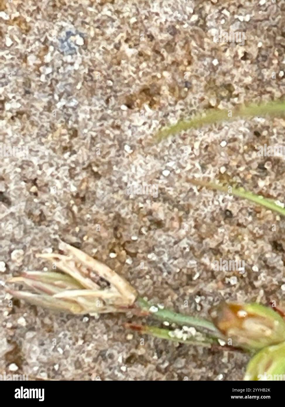 clustered toad rush (Juncus ranarius Stock Photo - Alamy