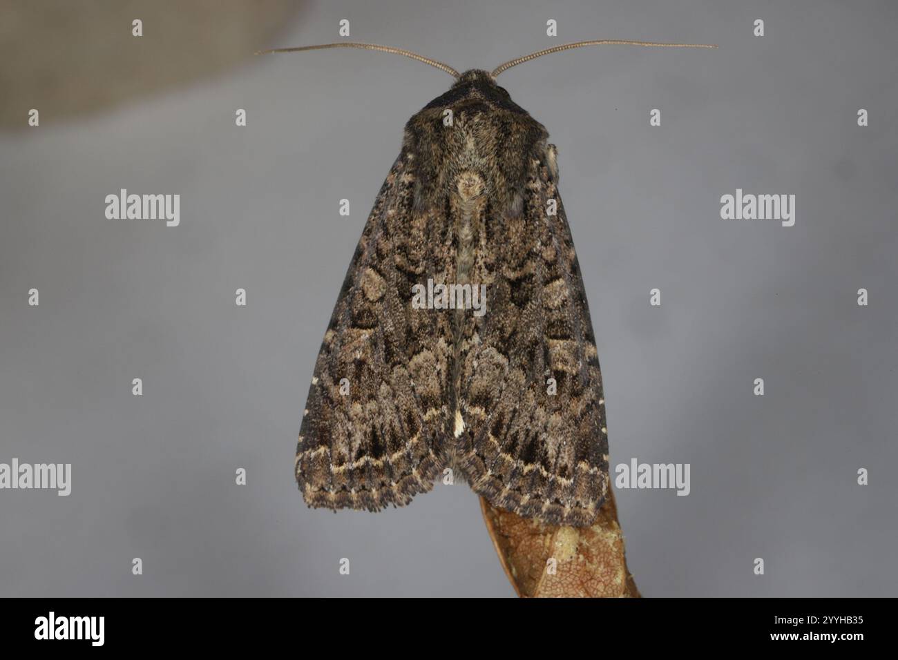 Glassy Cutworm Moth (Apamea devastator Stock Photo - Alamy