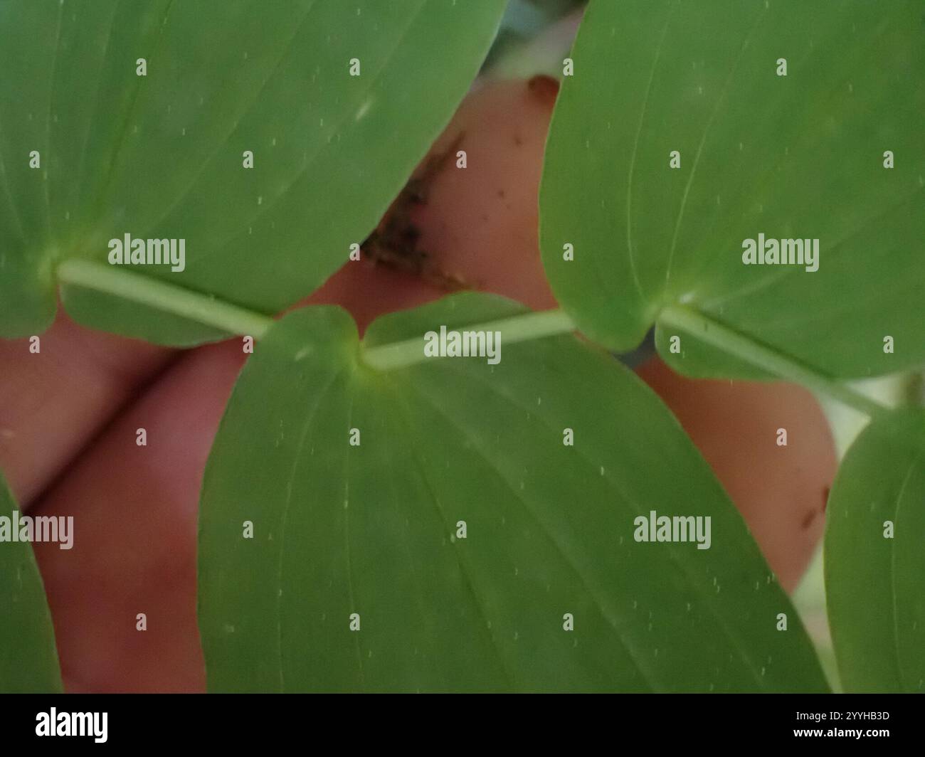 white twisted-stalk (Streptopus amplexifolius Stock Photo - Alamy