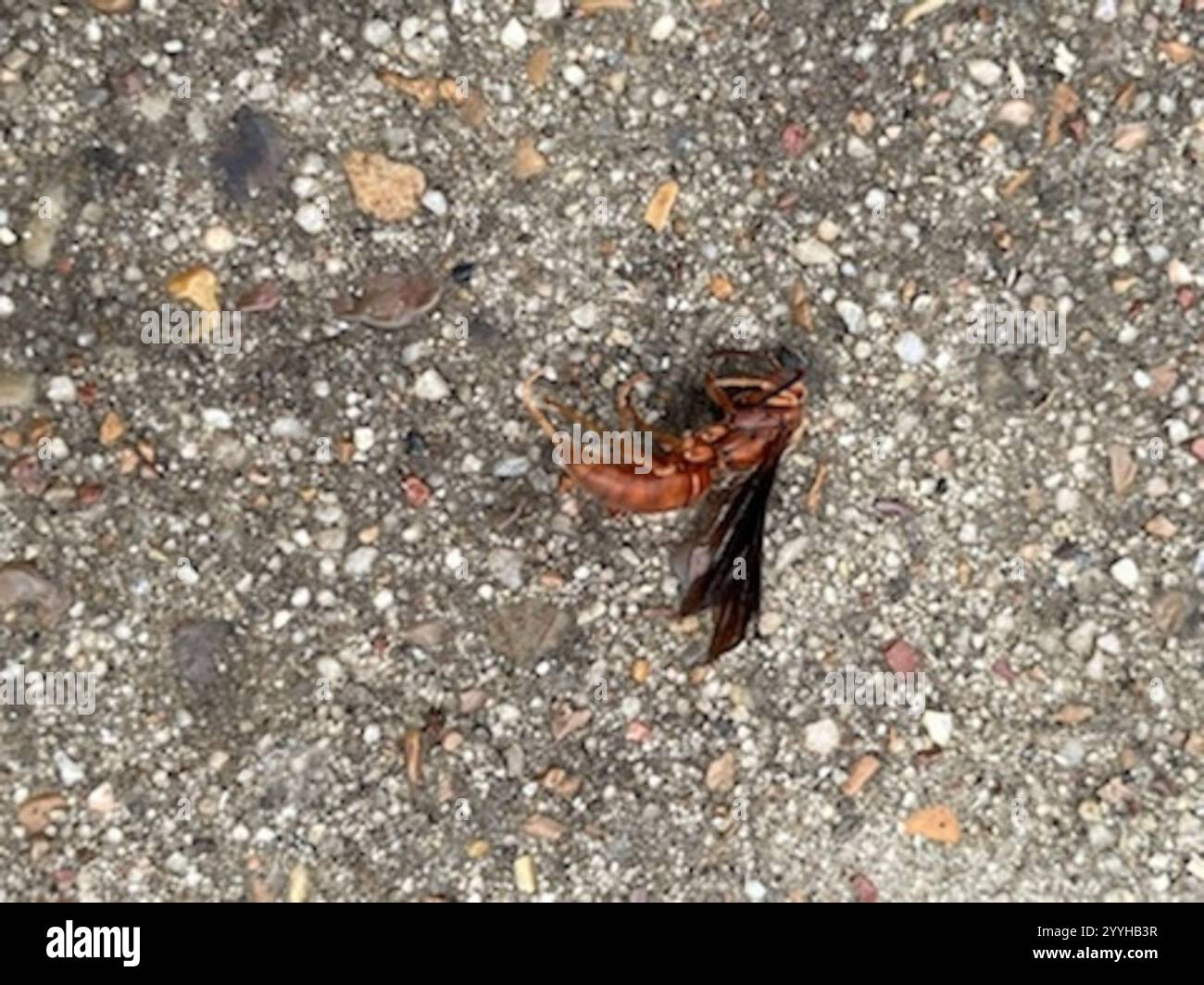 Coarse-backed Red Paper Wasp (Polistes rubiginosus Stock Photo - Alamy