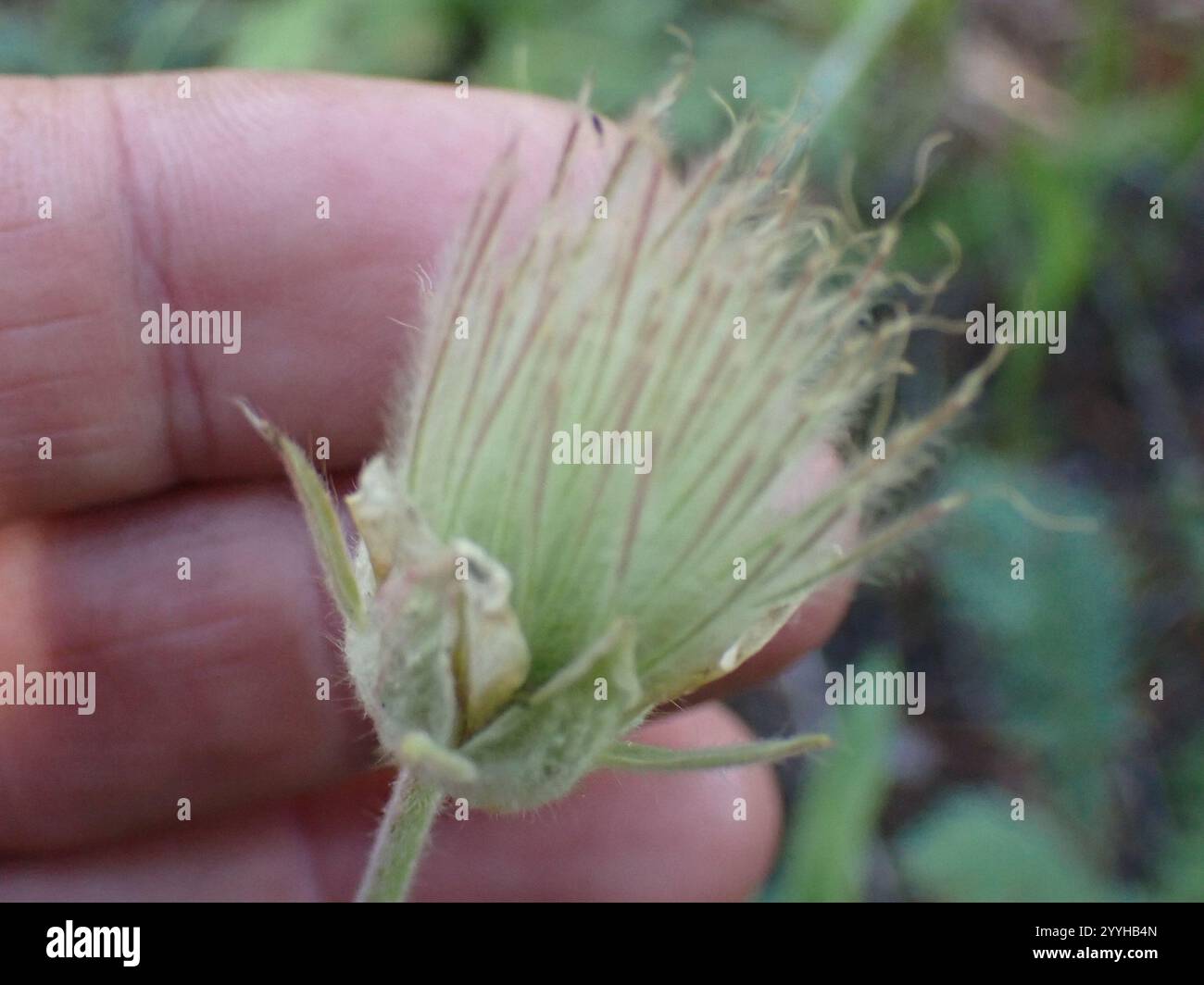 prairie smoke (Geum triflorum Stock Photo - Alamy