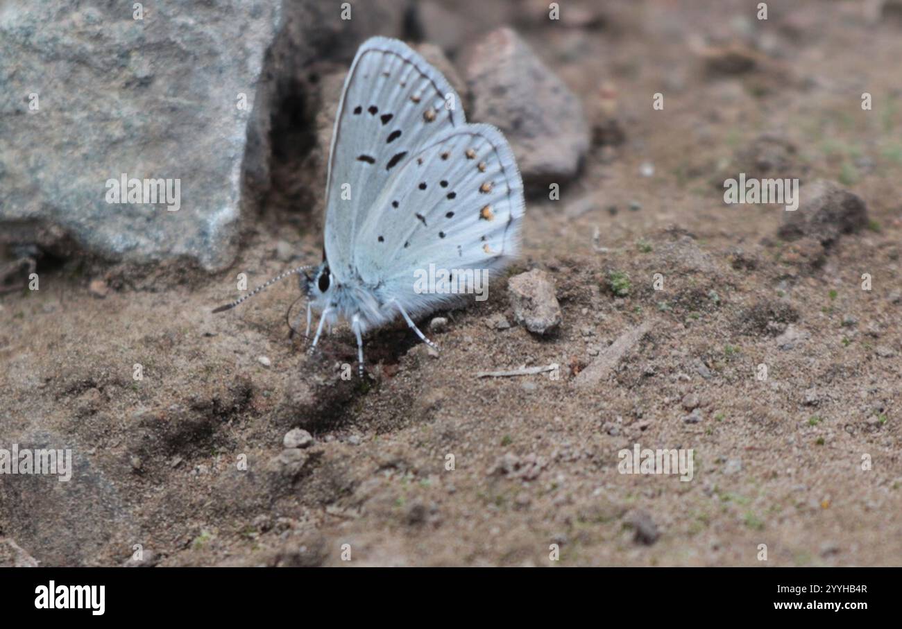 Anna's Blue (Plebejus anna Stock Photo - Alamy
