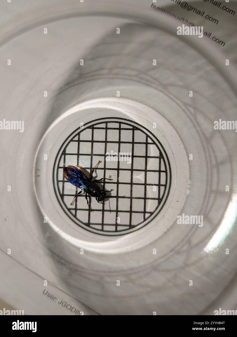 Organ-pipe Mud-dauber Wasp (Trypoxylon politum Stock Photo - Alamy