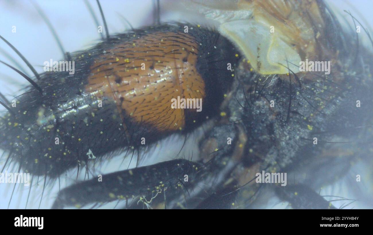 Red Spotted Parasite Fly (Eriothrix rufomaculata Stock Photo - Alamy