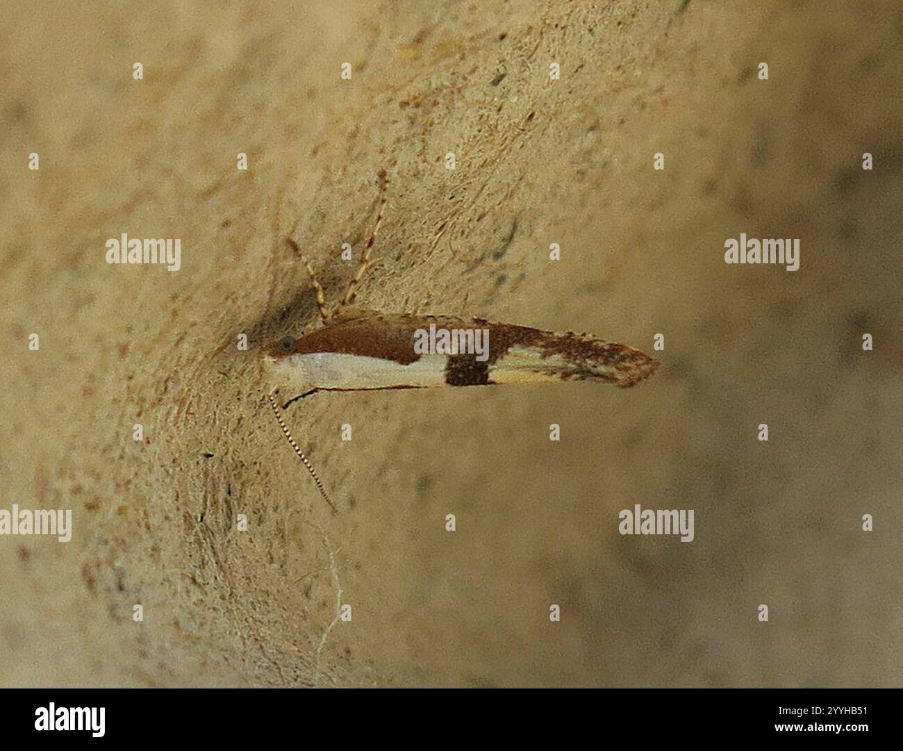 Cherry Fruit Moth (Argyresthia pruniella Stock Photo - Alamy