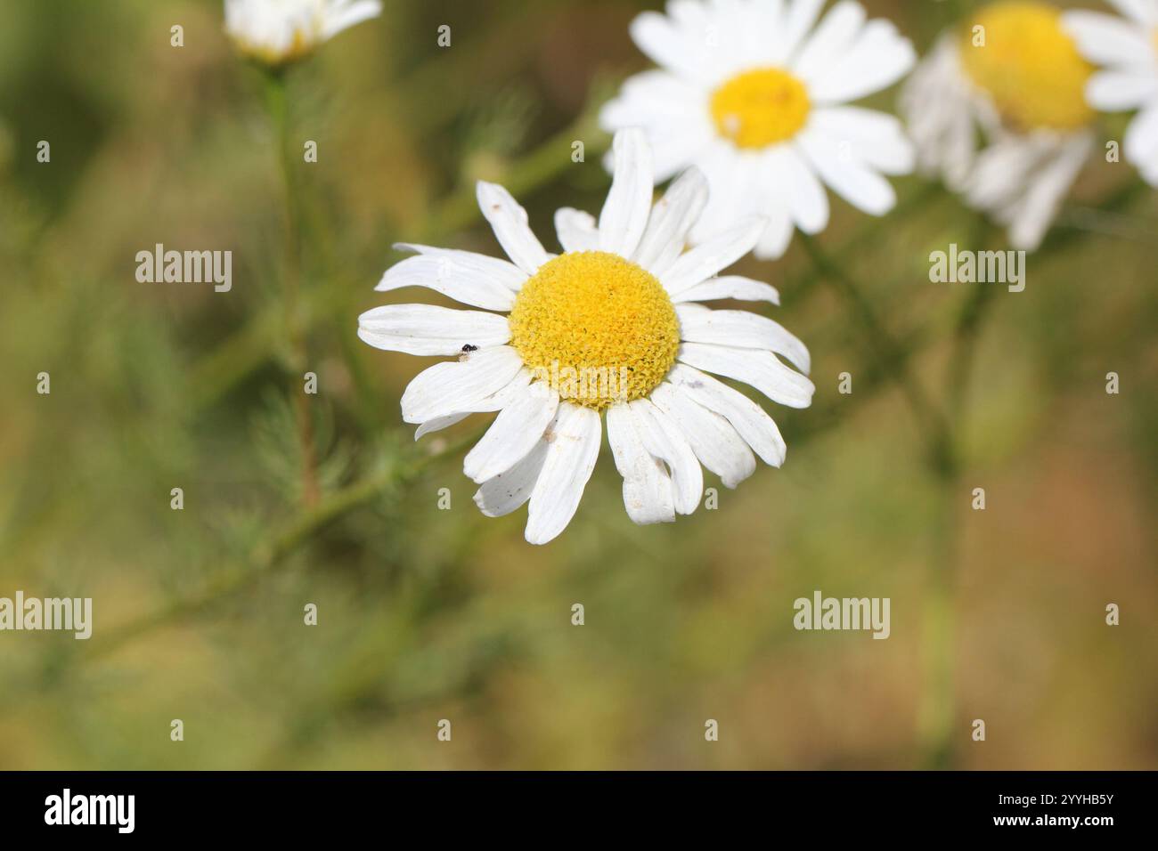 scentless mayweed (Tripleurospermum inodorum Stock Photo - Alamy