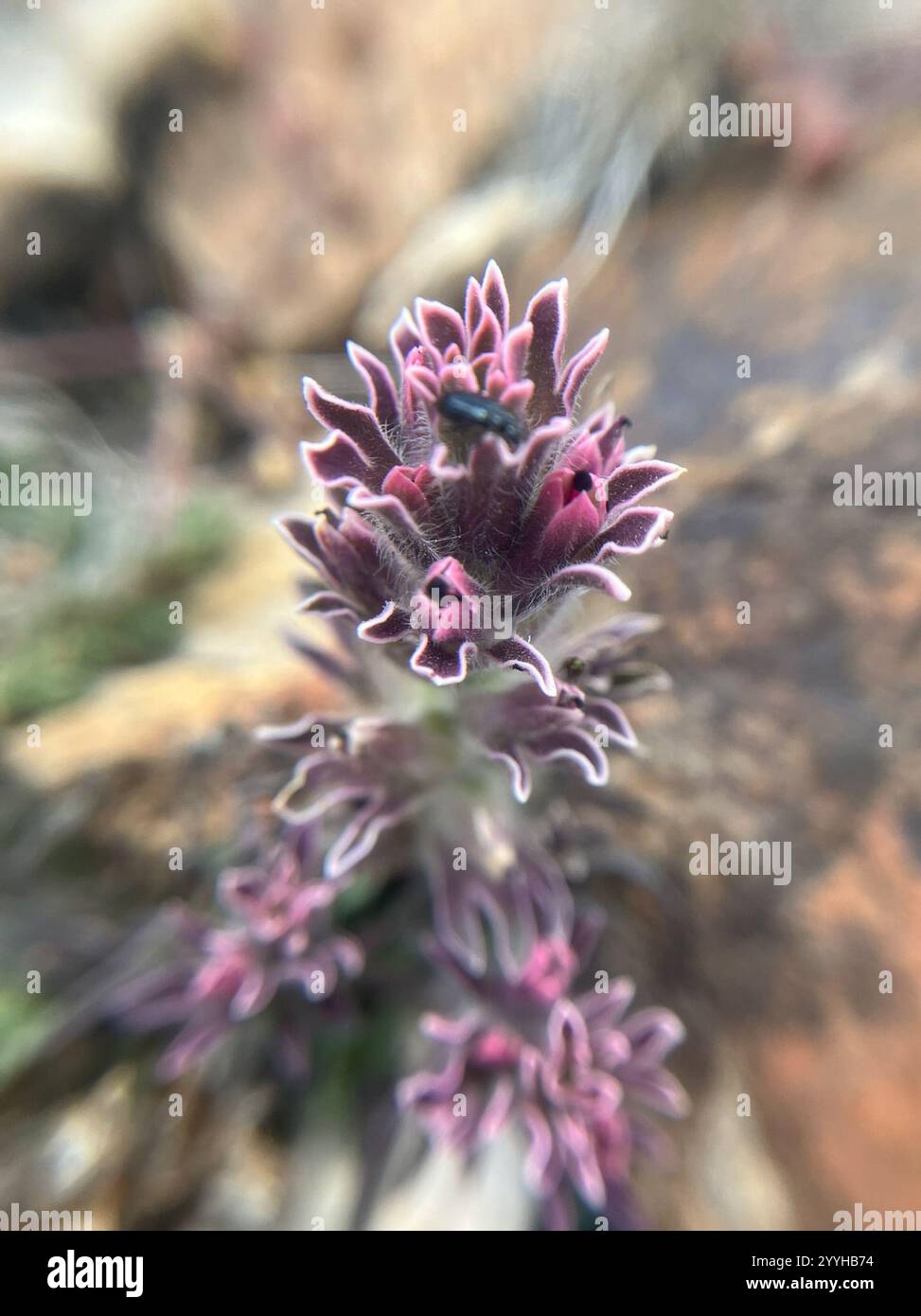 dwarf alpine Indian paintbrush (Castilleja nana Stock Photo - Alamy