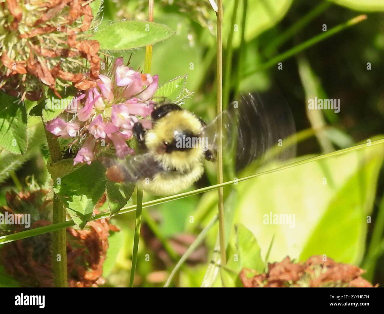 Golden Northern Bumble Bee (Bombus fervidus Stock Photo - Alamy