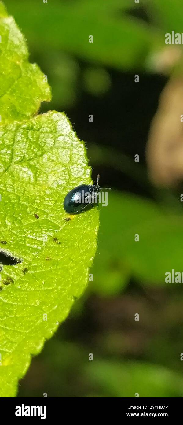 Willow Leaf Beetle (Plagiodera versicolora Stock Photo - Alamy