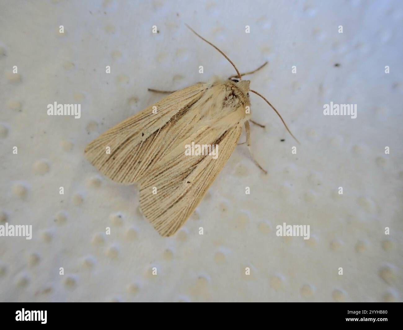 Smoky wainscot hi-res stock photography and images - Alamy