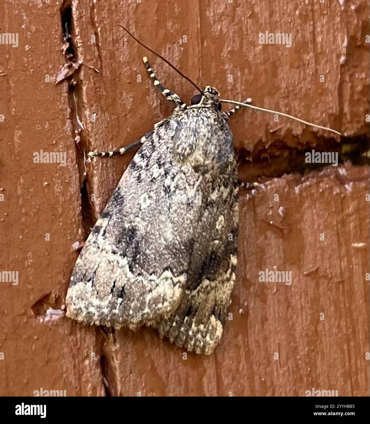 American Copper Underwing (Amphipyra pyramidoides Stock Photo - Alamy