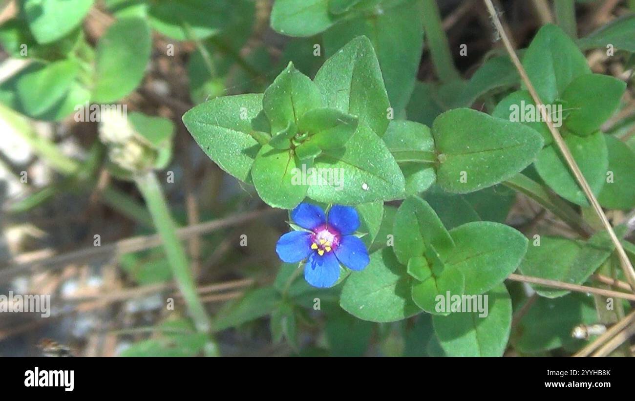 Lysimachia foemina hi-res stock photography and images - Alamy