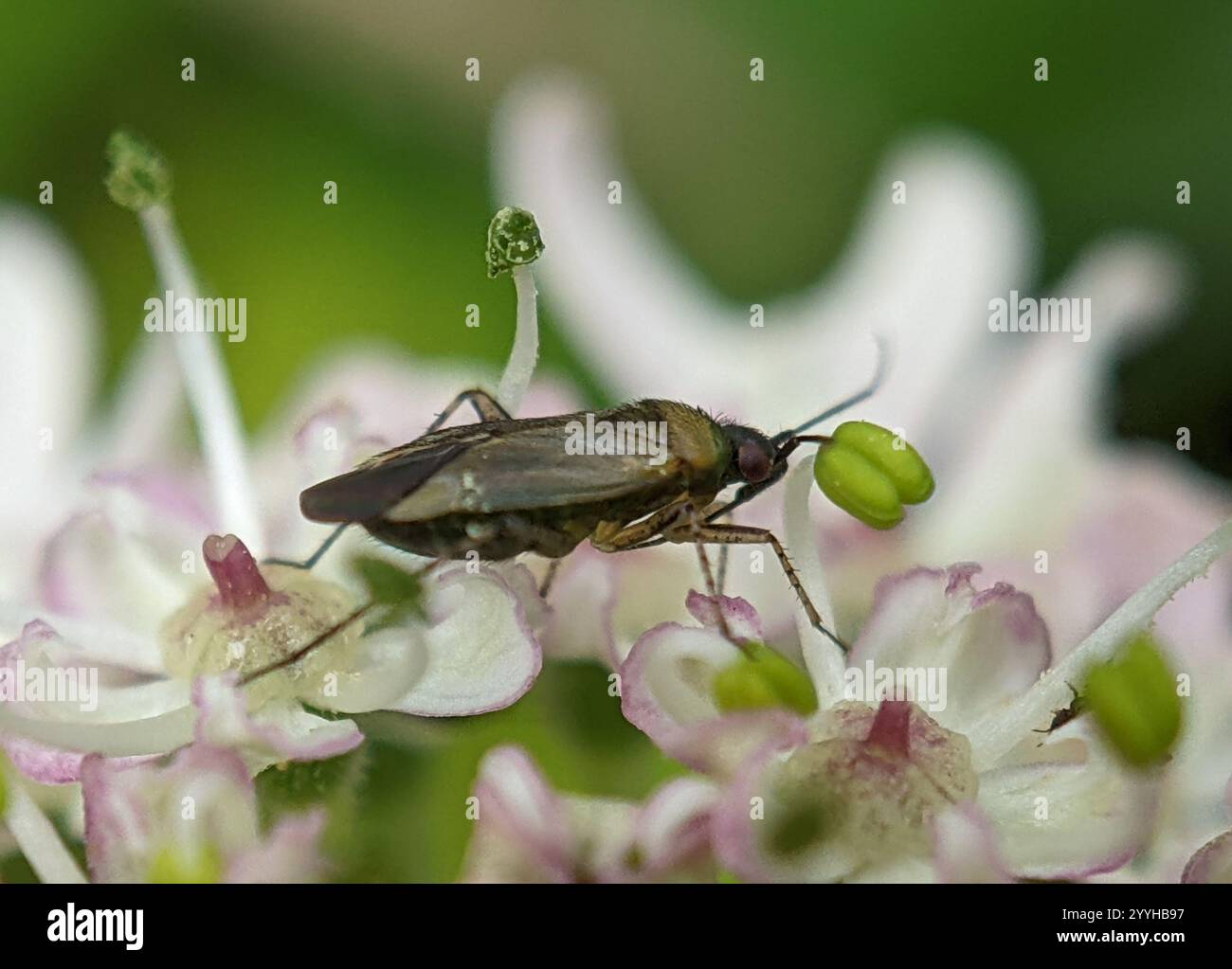 Common Nettle Flower Bug (Plagiognathus arbustorum Stock Photo - Alamy