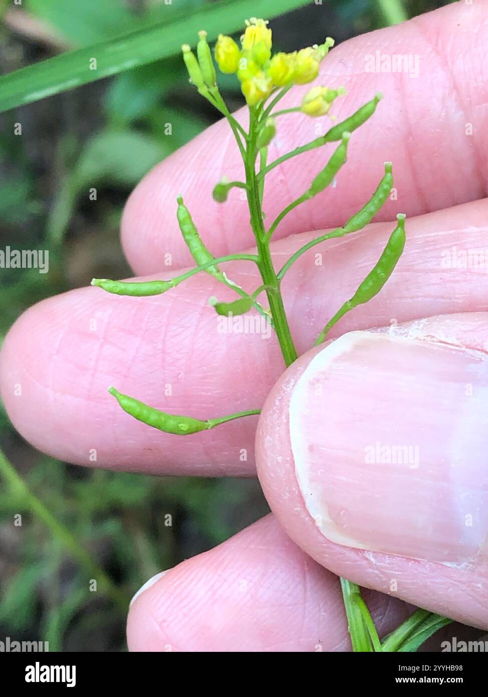 Bog Yellowcress (Rorippa palustris Stock Photo - Alamy