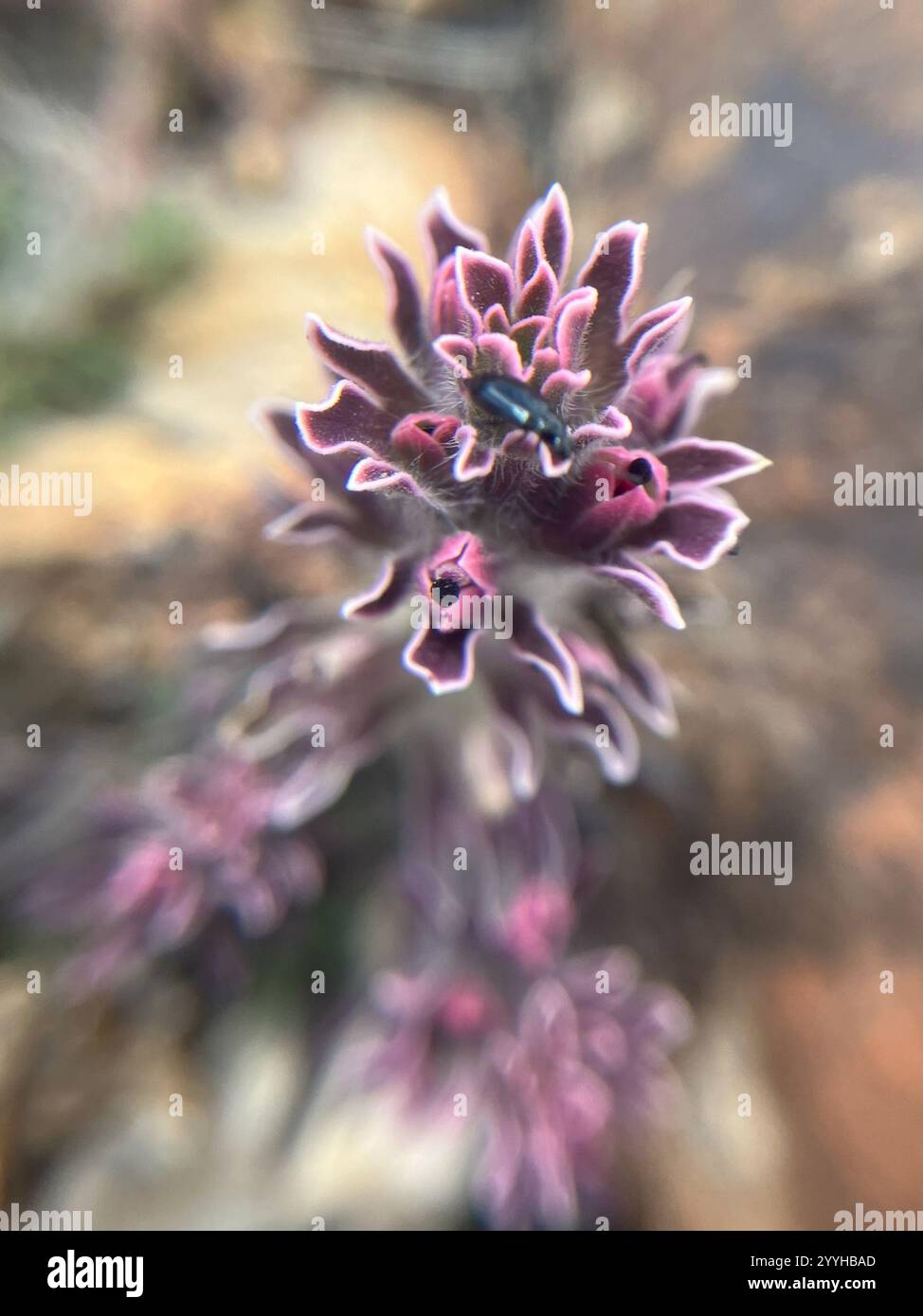 dwarf alpine Indian paintbrush (Castilleja nana Stock Photo - Alamy