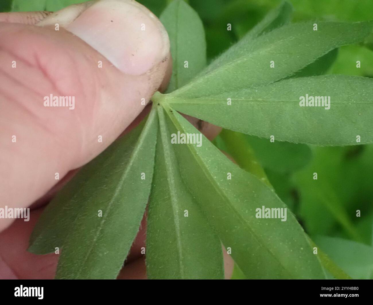 Broadleaf Lupine (Lupinus latifolius Stock Photo - Alamy