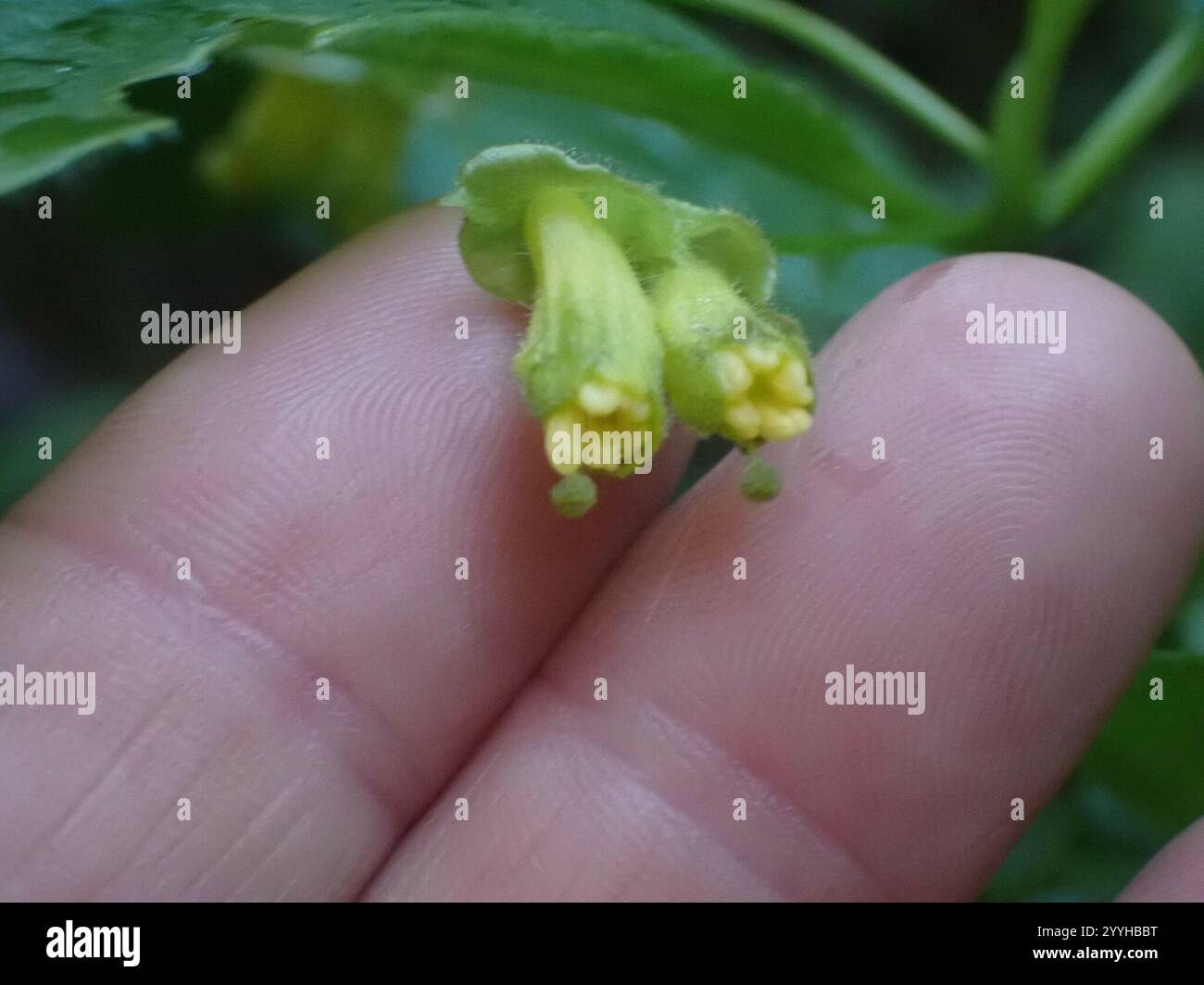 twinberry honeysuckle (Lonicera involucrata Stock Photo - Alamy