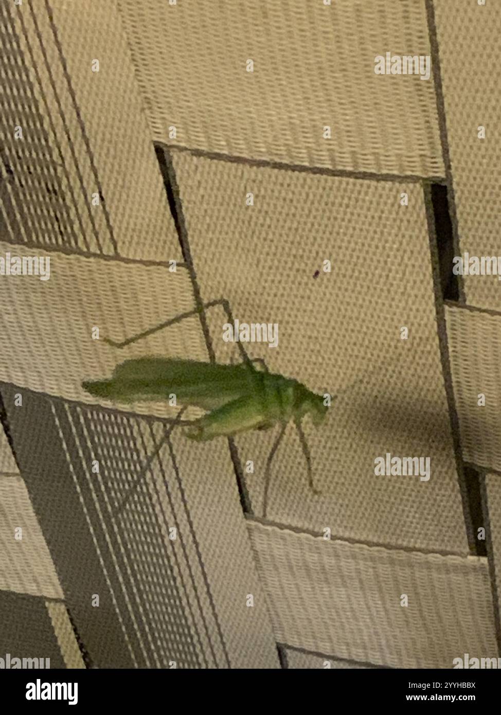 Northern Bush Katydid (Scudderia septentrionalis Stock Photo - Alamy