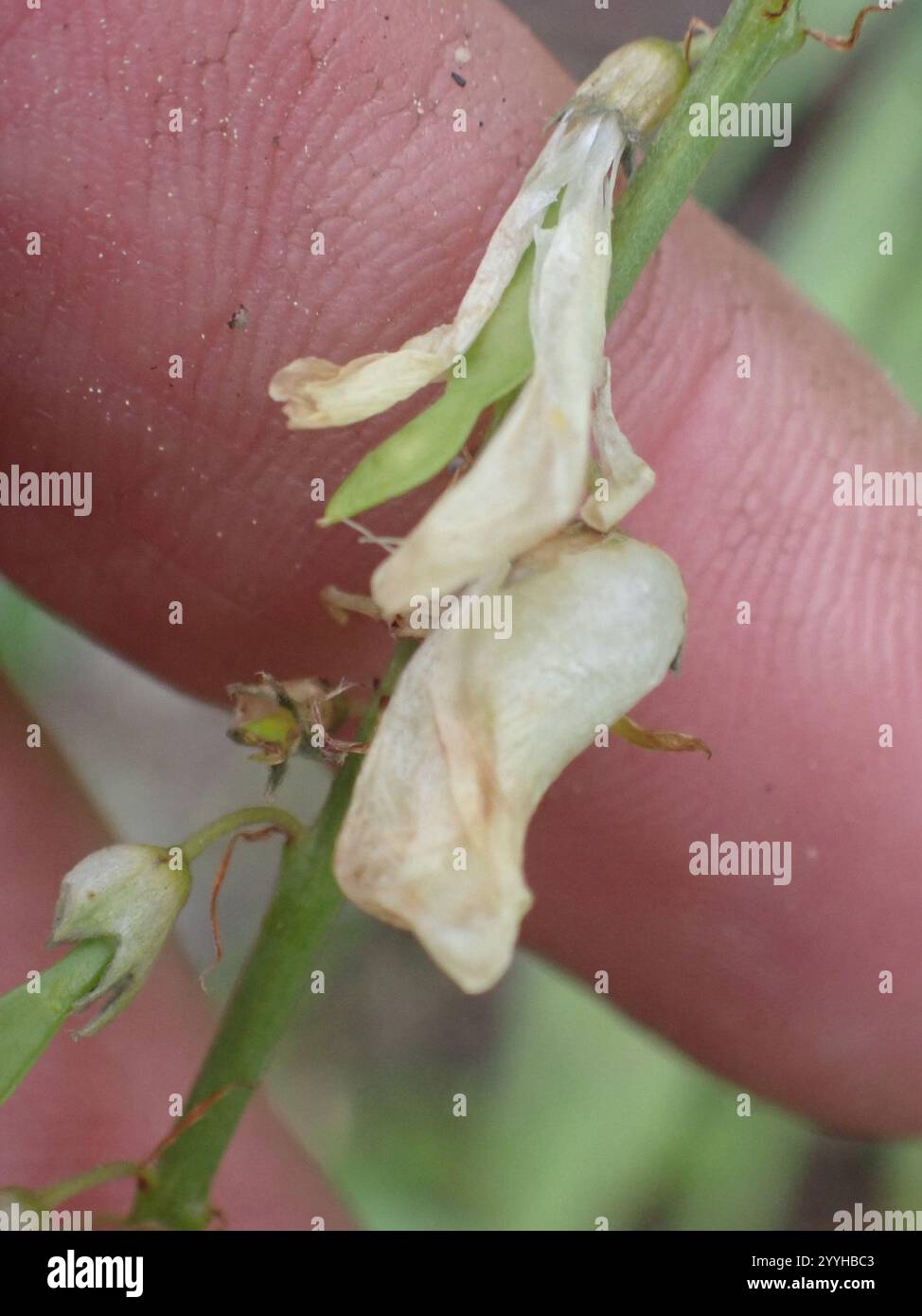Yellow Sweet-vetch (Hedysarum sulphurescens Stock Photo - Alamy