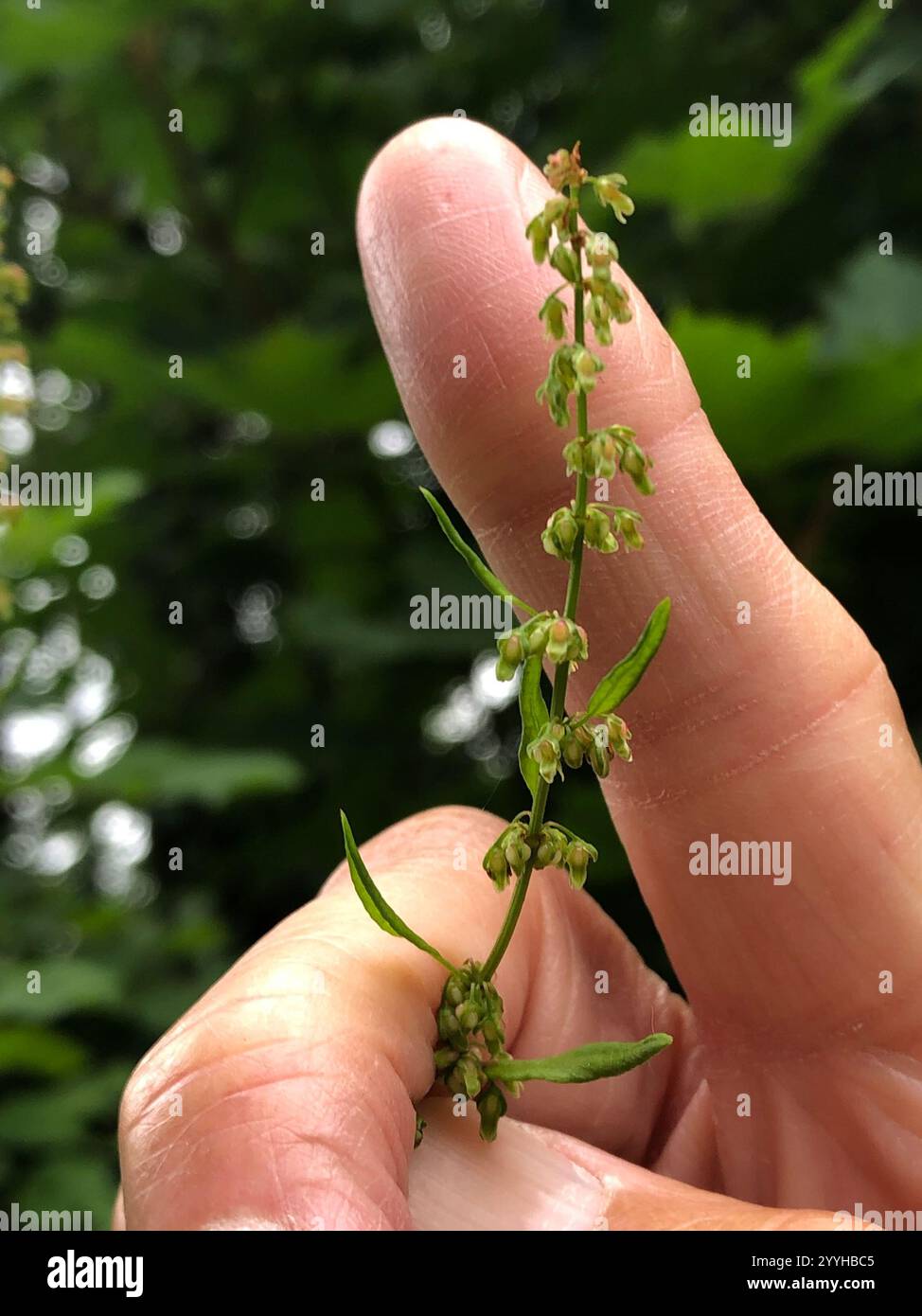 Clustered Dock (Rumex conglomeratus Stock Photo - Alamy