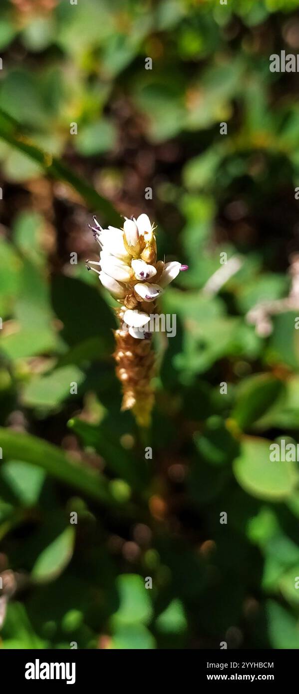 alpine bistort (Bistorta vivipara Stock Photo - Alamy