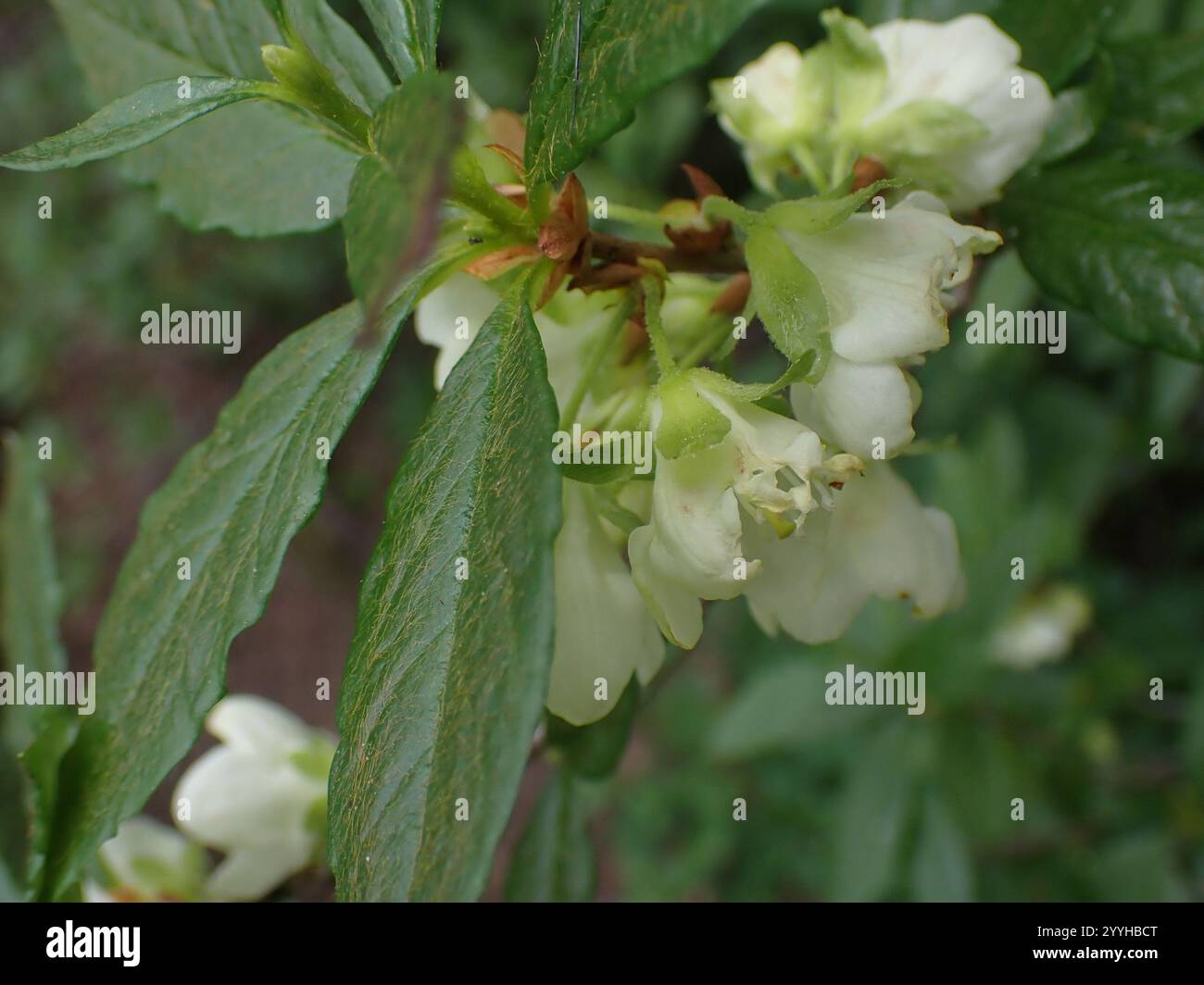 White-flowered Rhododendron (Rhododendron albiflorum Stock Photo - Alamy