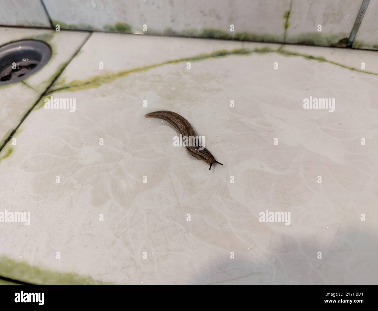 Bilineatum hi-res stock photography and images - Alamy