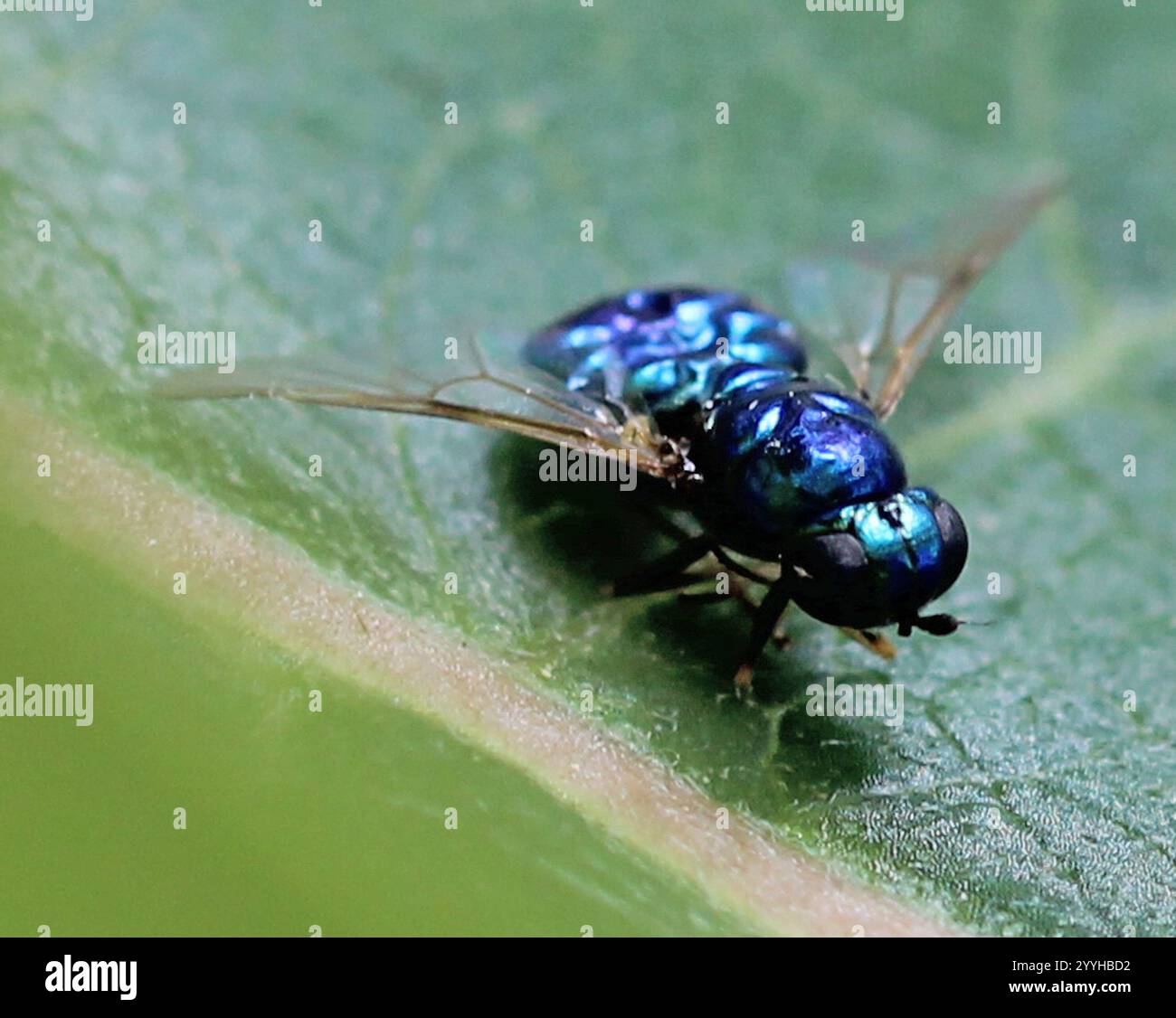 Black-horned Gem Fly (Microchrysa polita Stock Photo - Alamy