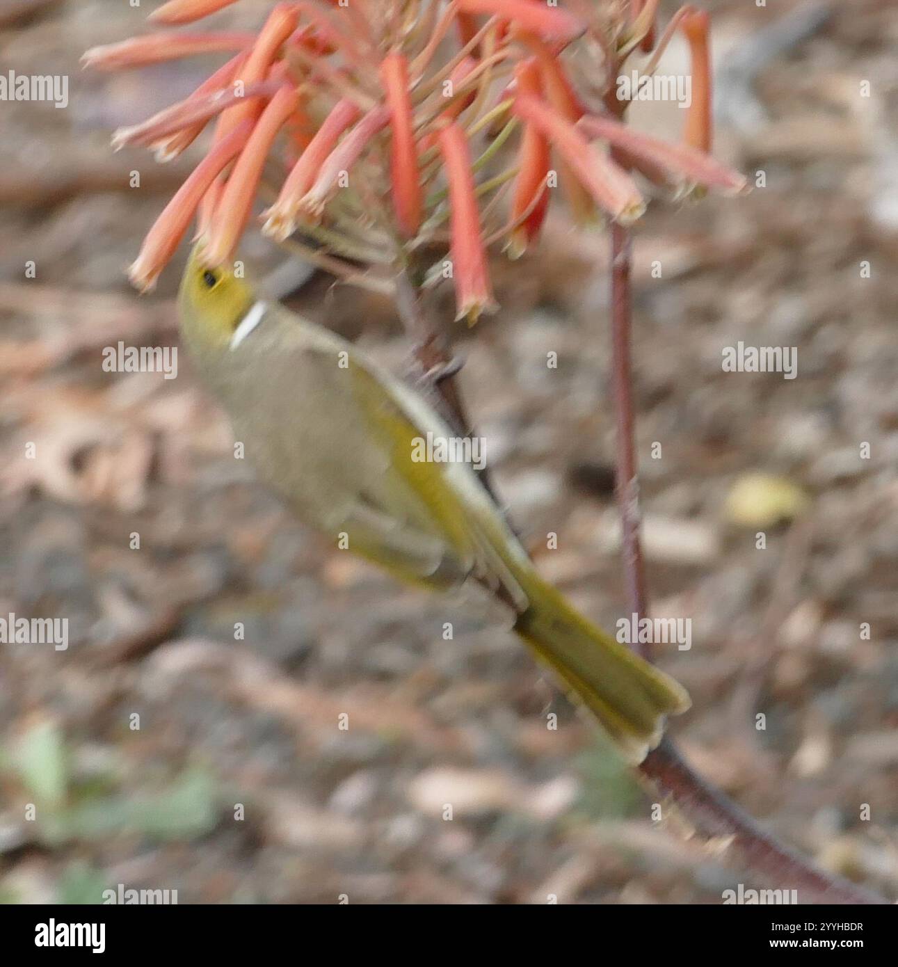 White plumed honeyeater ptilotula penicillata hi-res stock photography ...