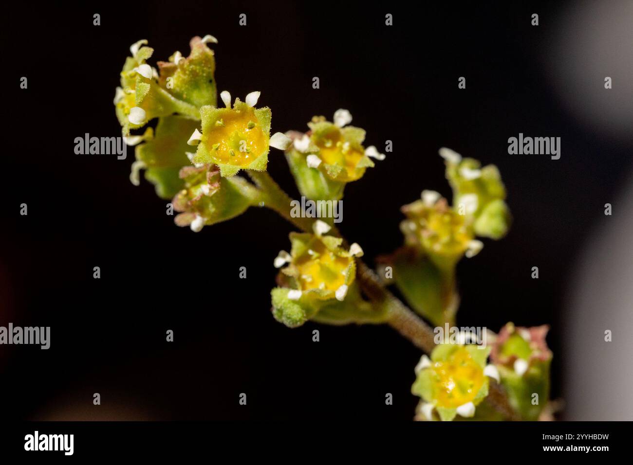 littleleaf alumroot (Heuchera parvifolia Stock Photo - Alamy