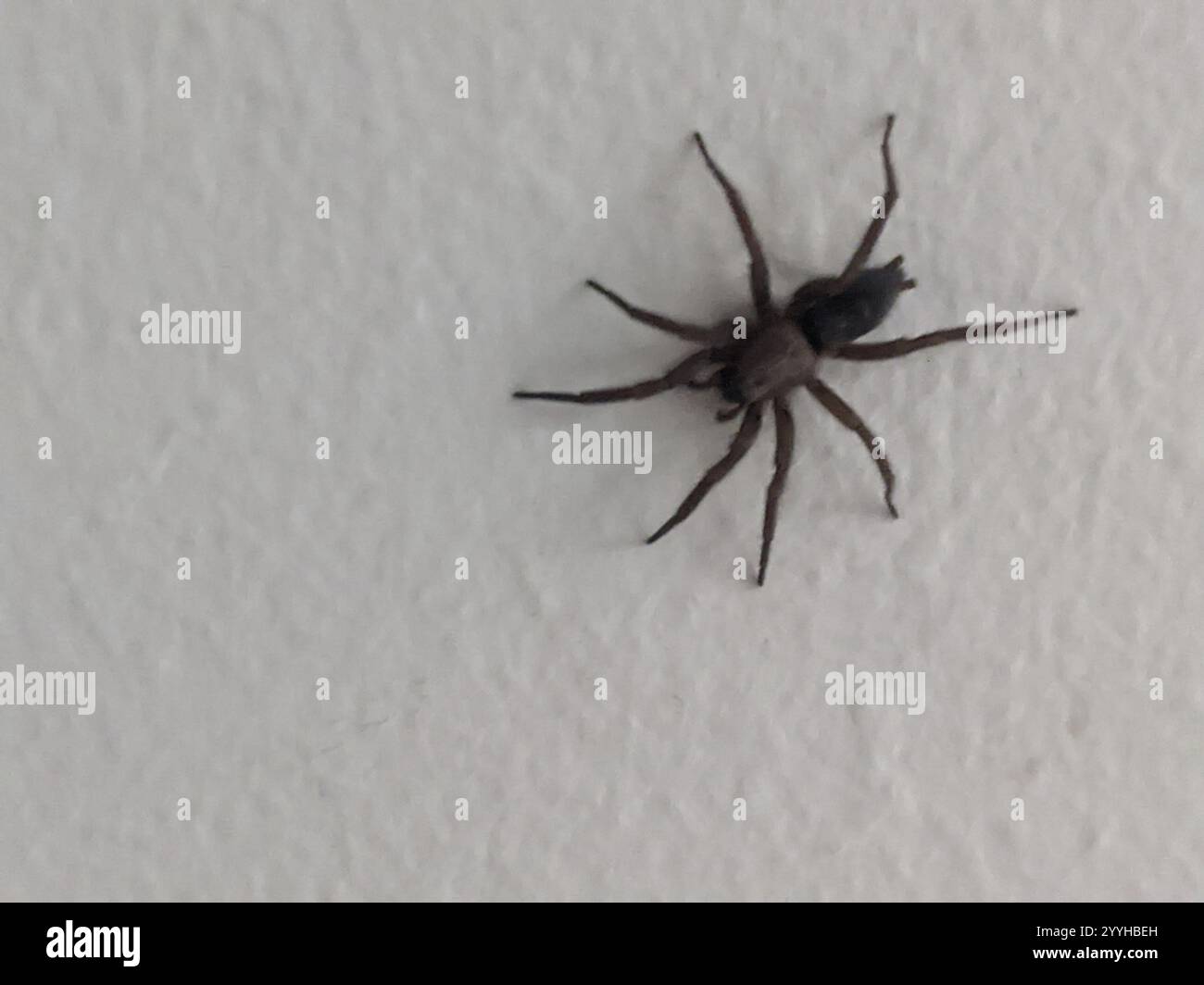 Scotophaeus blackwalli hi-res stock photography and images - Alamy
