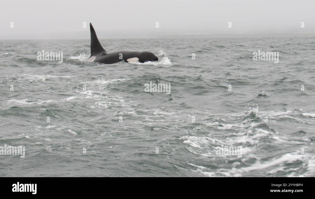 Orca (Orcinus orca Stock Photo - Alamy