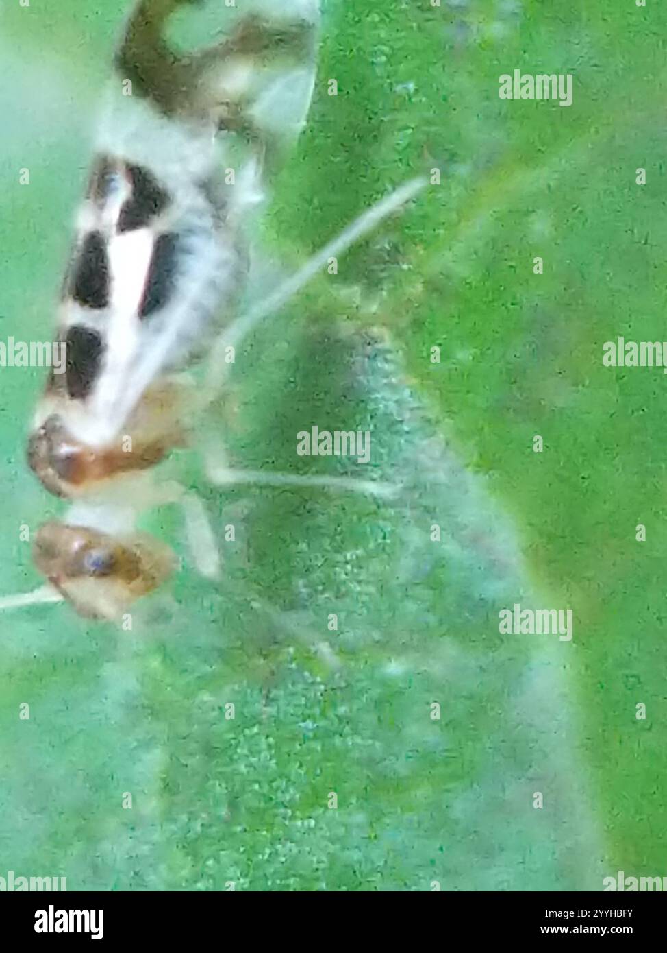 F-winged Barklouse (Graphopsocus cruciatus Stock Photo - Alamy