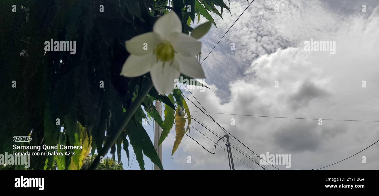 Amazon Lilies (Urceolina Stock Photo - Alamy