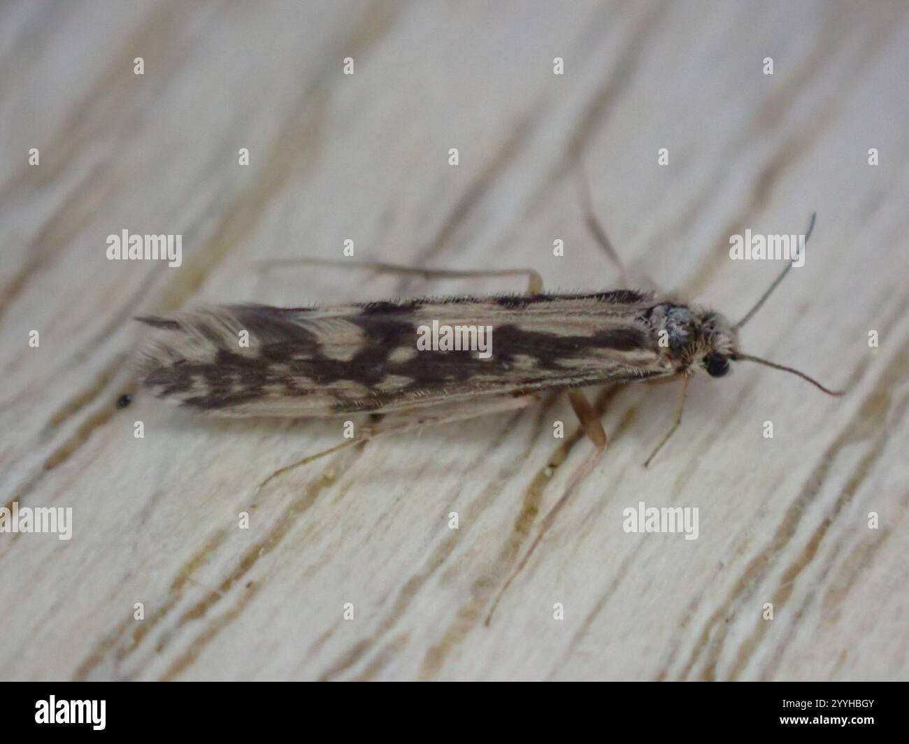 Salt and Pepper Microcaddisfly (Agraylea multipunctata Stock Photo - Alamy