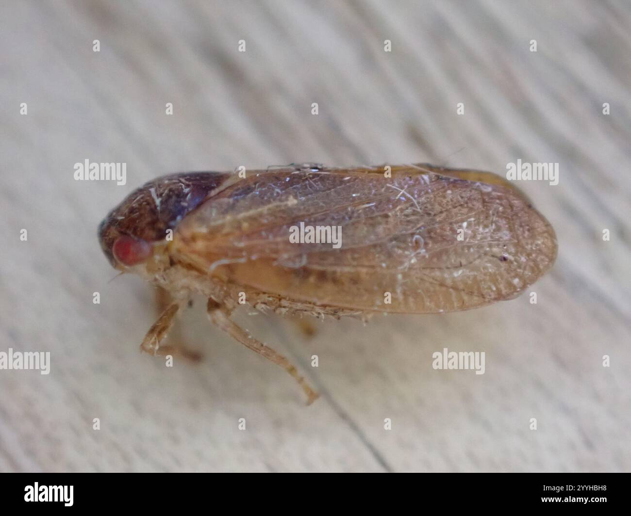 oak leafhopper (Iassus lanio Stock Photo - Alamy