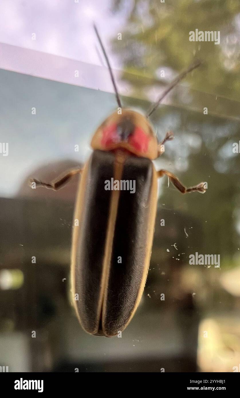 Common Eastern Firefly (Photinus pyralis Stock Photo - Alamy