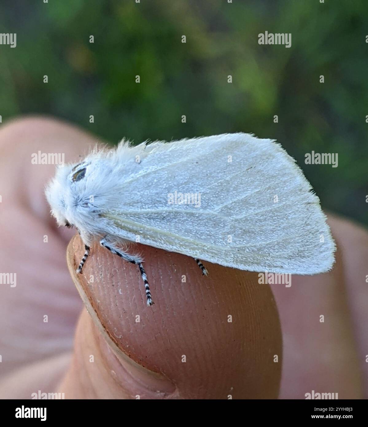 White Satin Moth (Leucoma salicis Stock Photo - Alamy