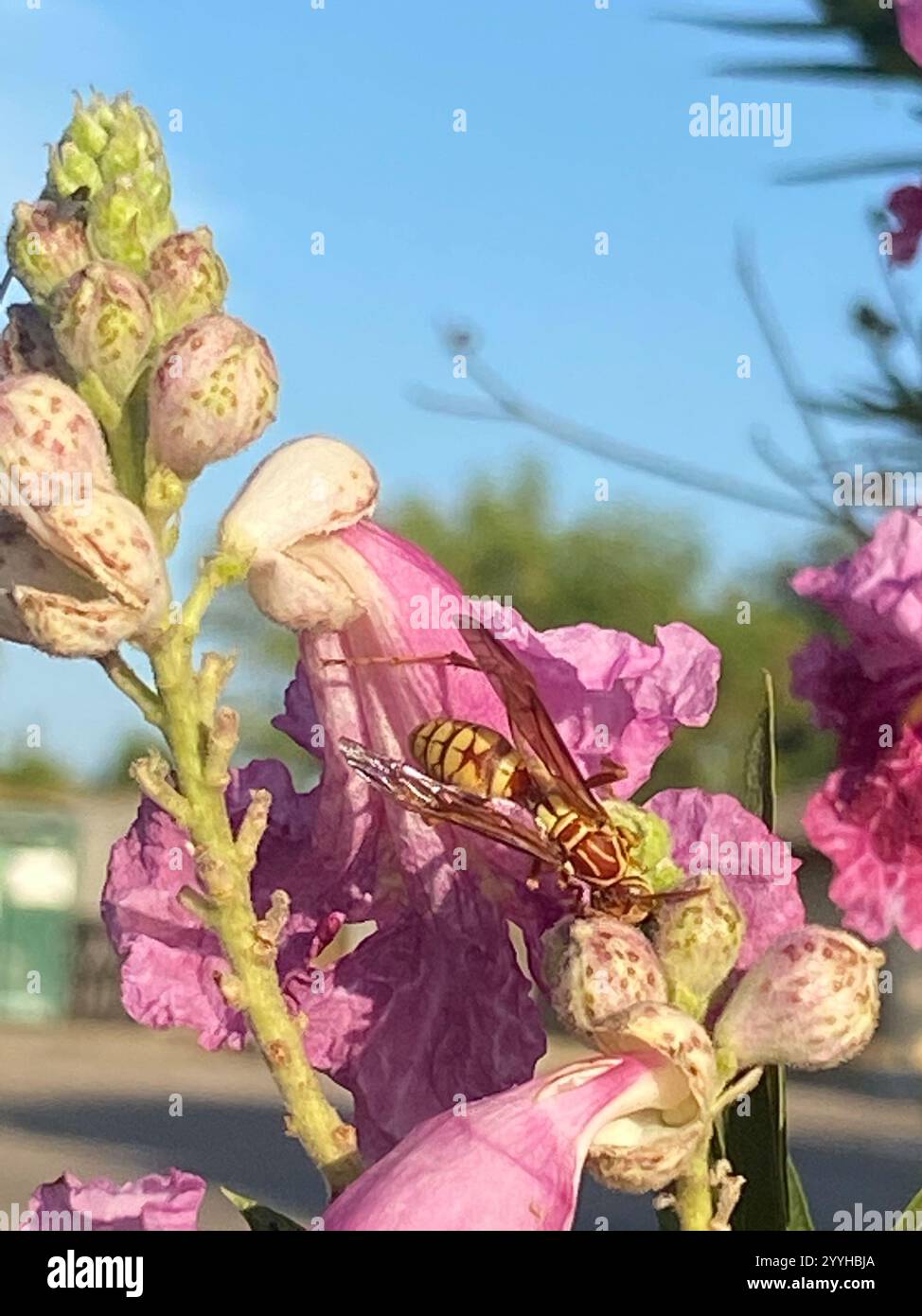 Apache Paper Wasp (Polistes apachus Stock Photo - Alamy